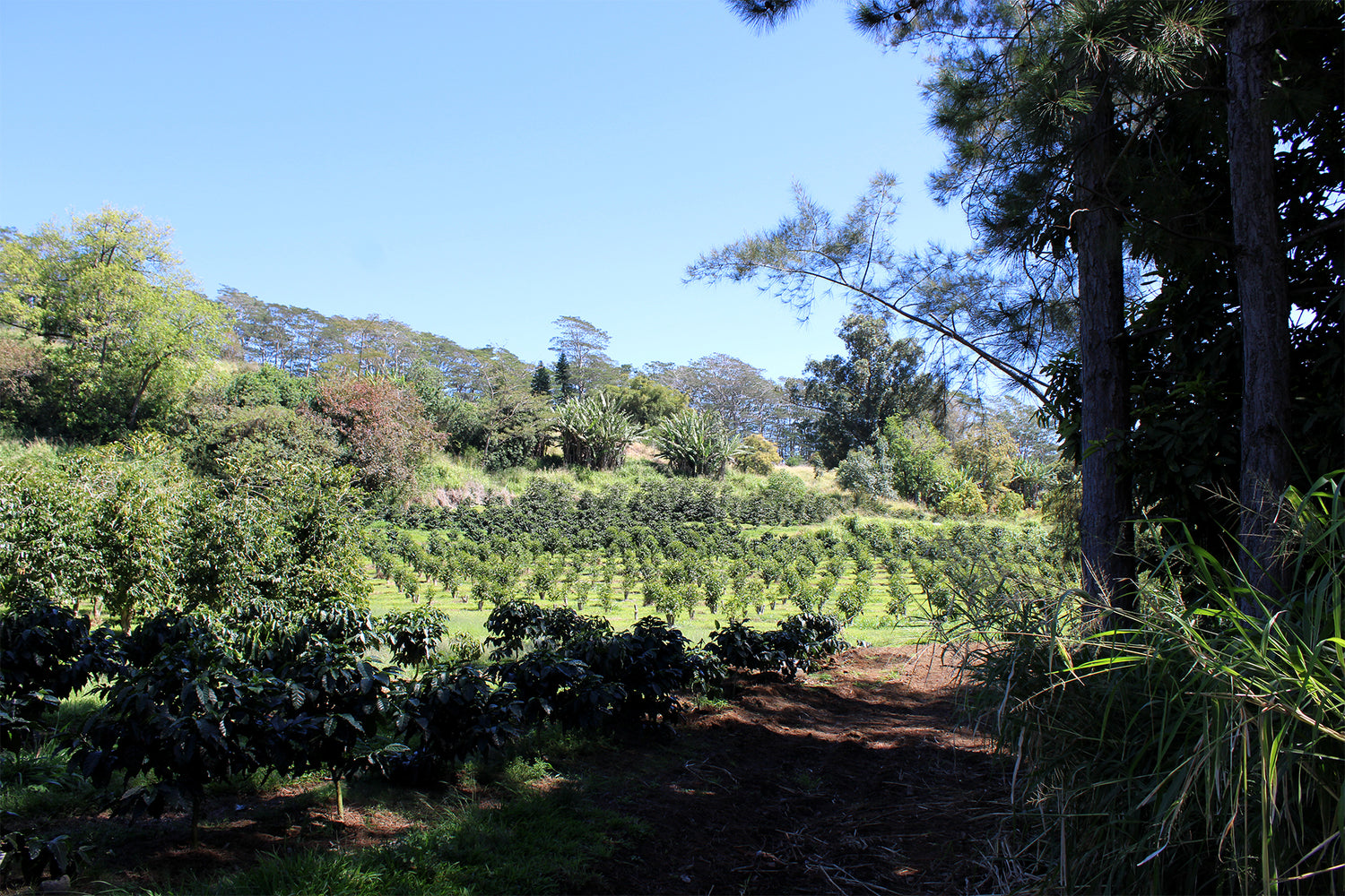 News – MTZ KA'U COFFEE FARMS